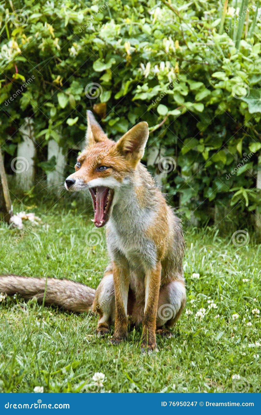 Yawning red fox stock image. Image of teeth, brown, orange - 76950247
