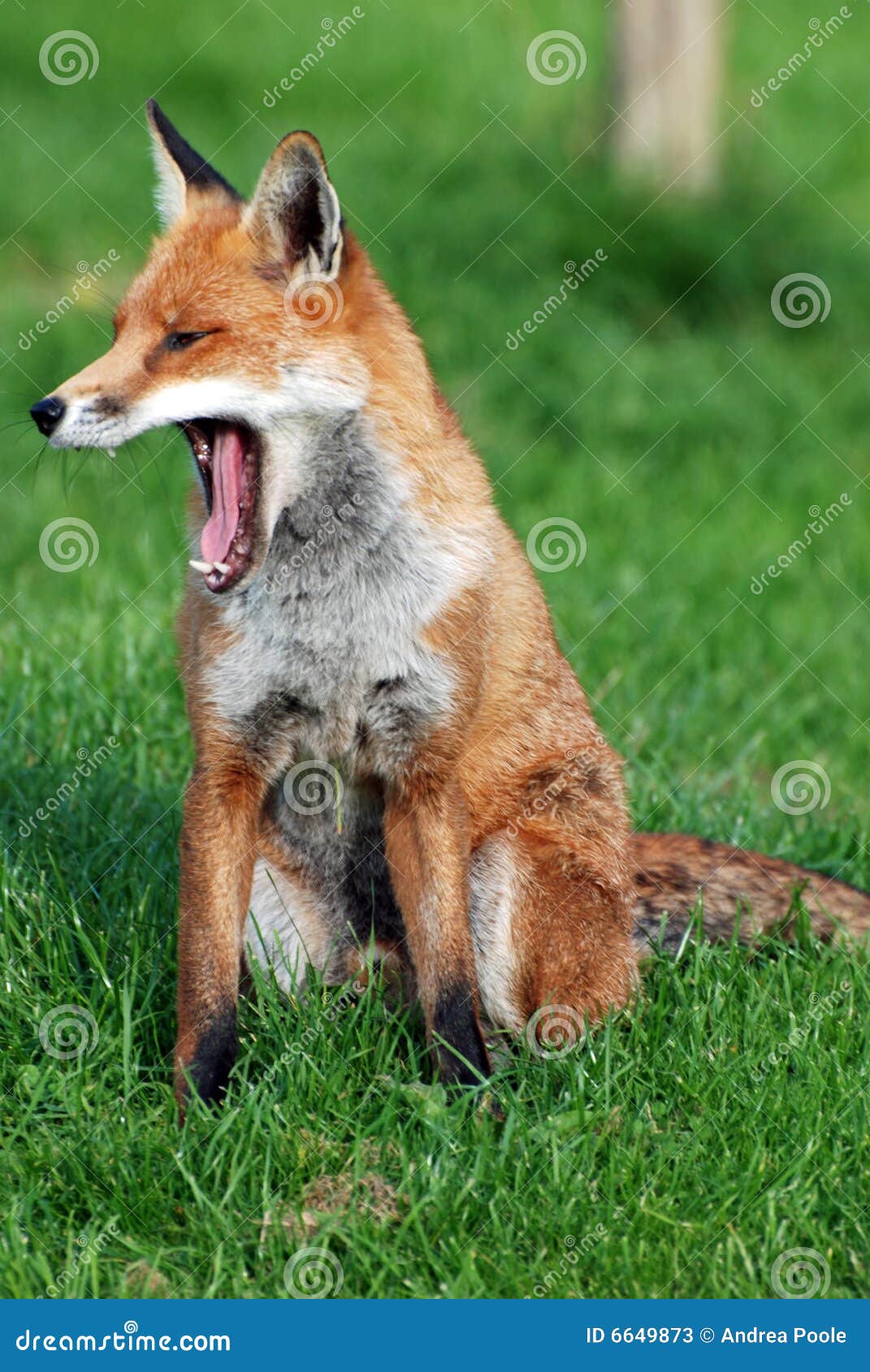 Yawning Red Fox Profile stock image. Image of animal, wide - 6649873