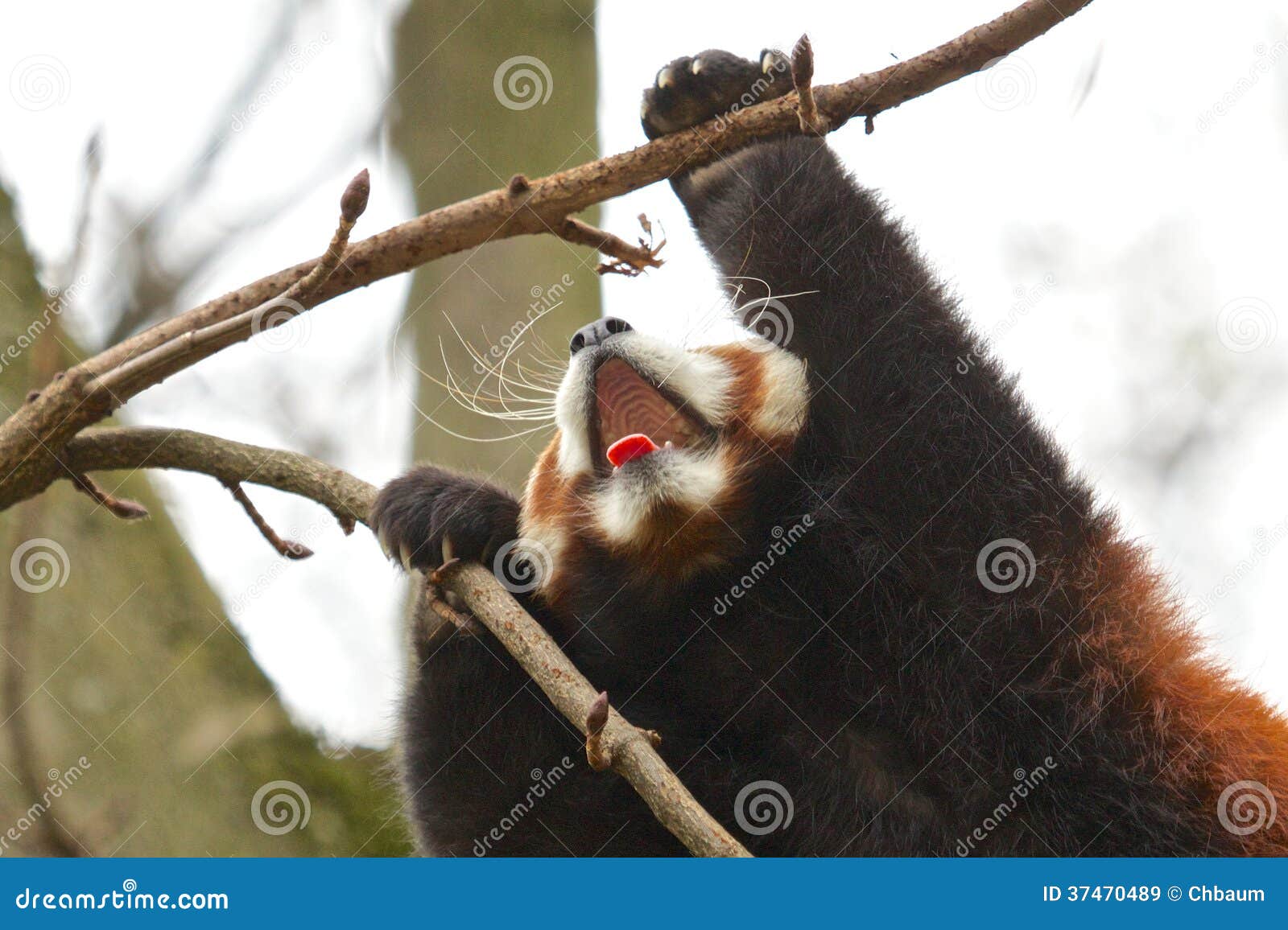 Yawning Red Panda stock image. Image of forest, asia - 37470489