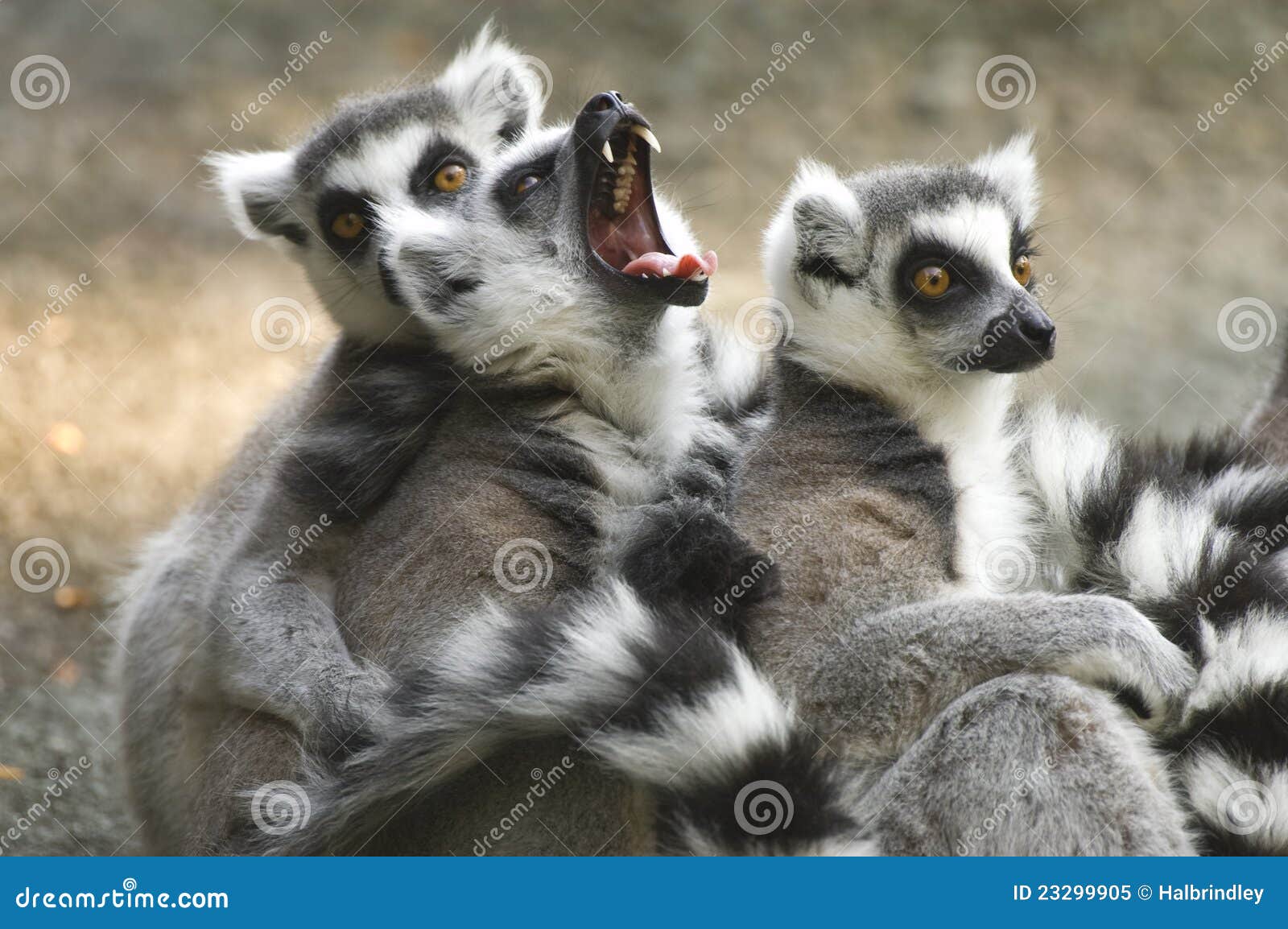 Yawning Ring-tailed Lemur with Group Stock Image - Image of primate ...