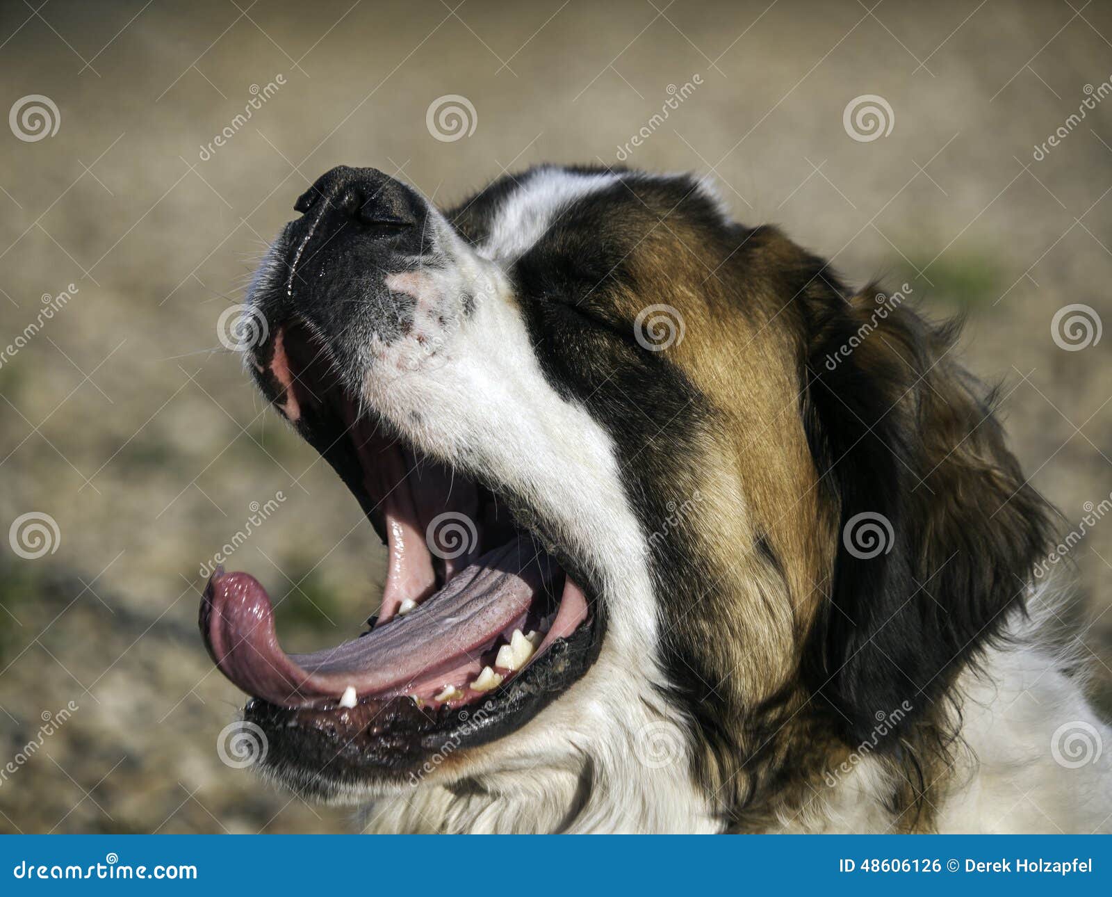 Yawning Saint Bernard stock photo. Image of tired, saint - 48606126
