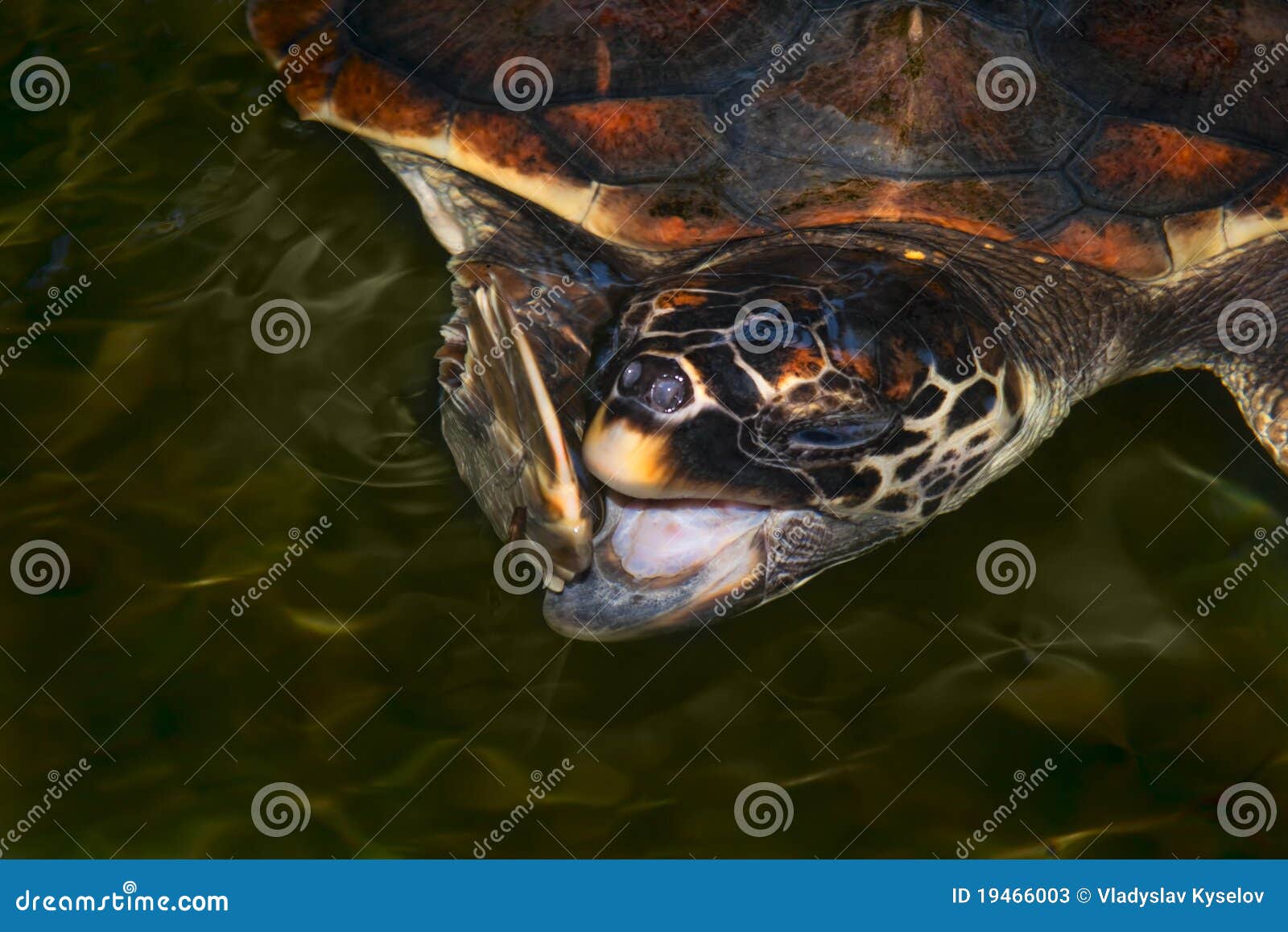 Yawning sea turtle stock image. Image of yawn, nose, drink - 19466003