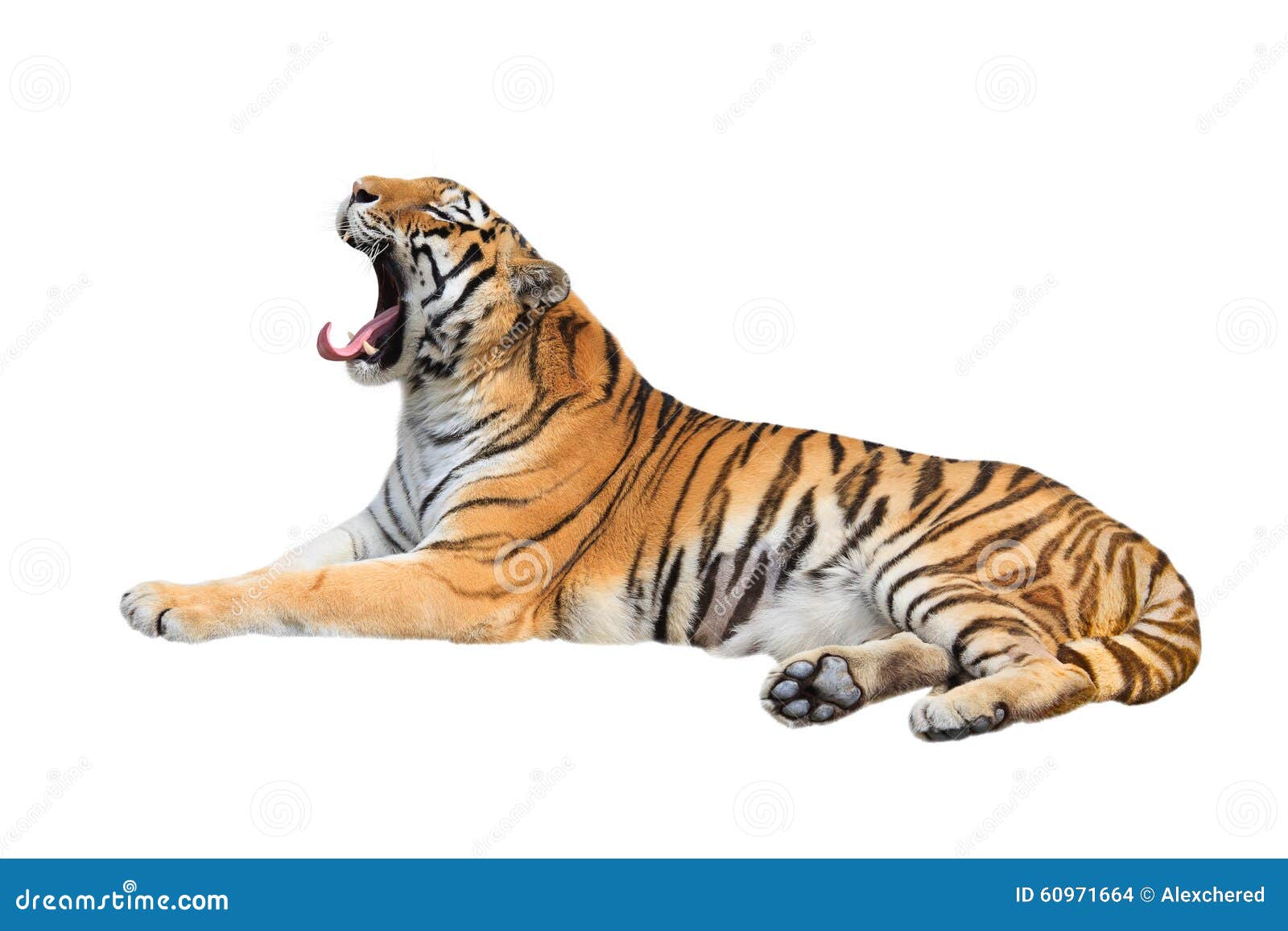 Yawning Siberian Tiger Isolated on White Stock Photo - Image of pink ...