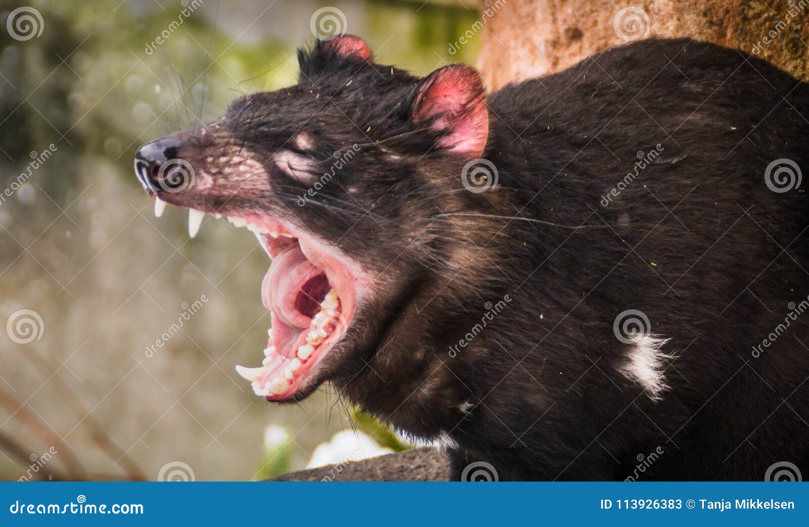 Yawning Tasmanian devil stock image. Image of tasmanian - 113926383
