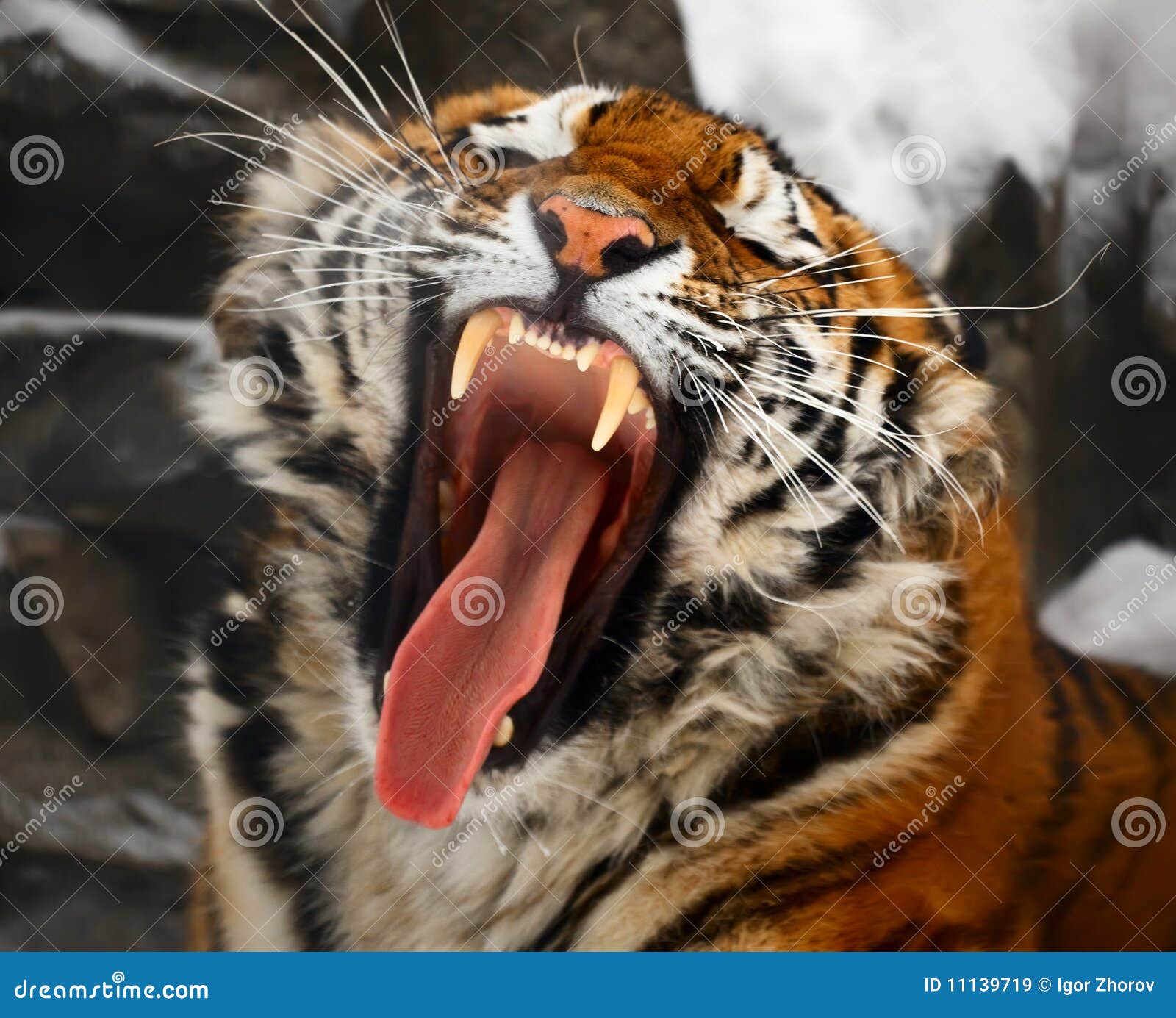 Yawning tiger stock image. Image of open, animals, wild - 11139719