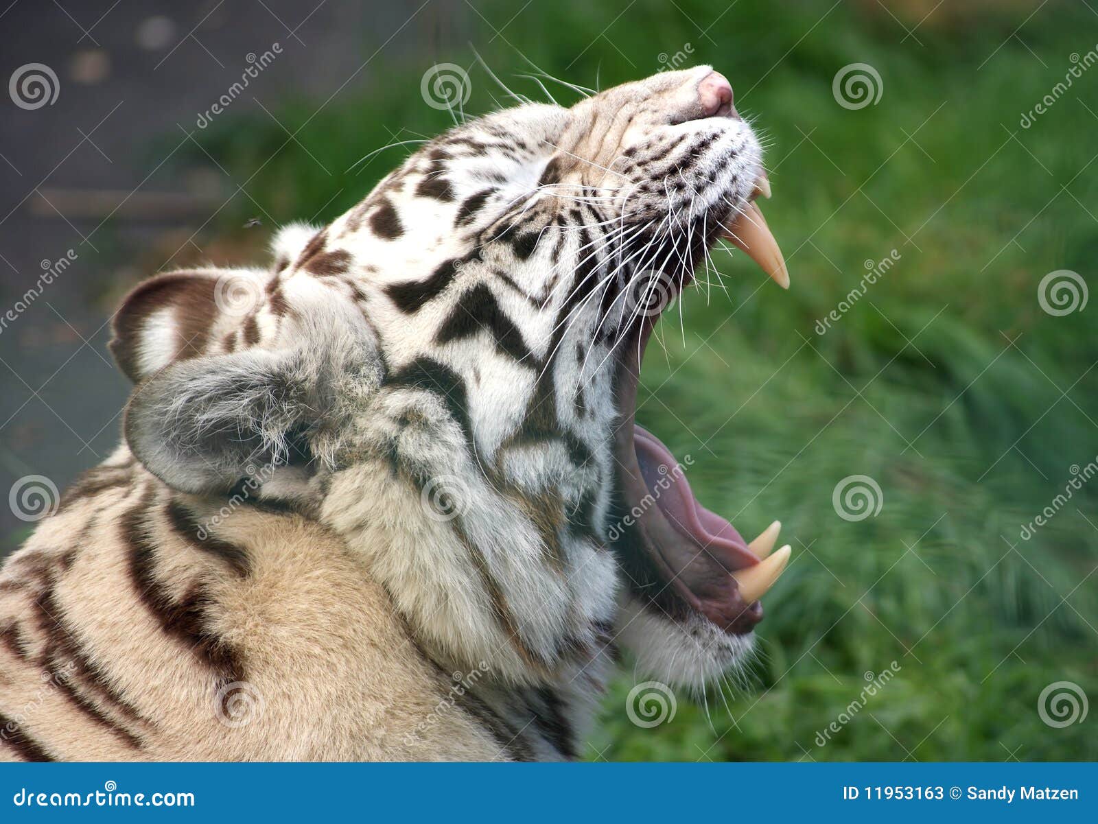 Yawning Tiger stock image. Image of asia, wide, wild - 11953163