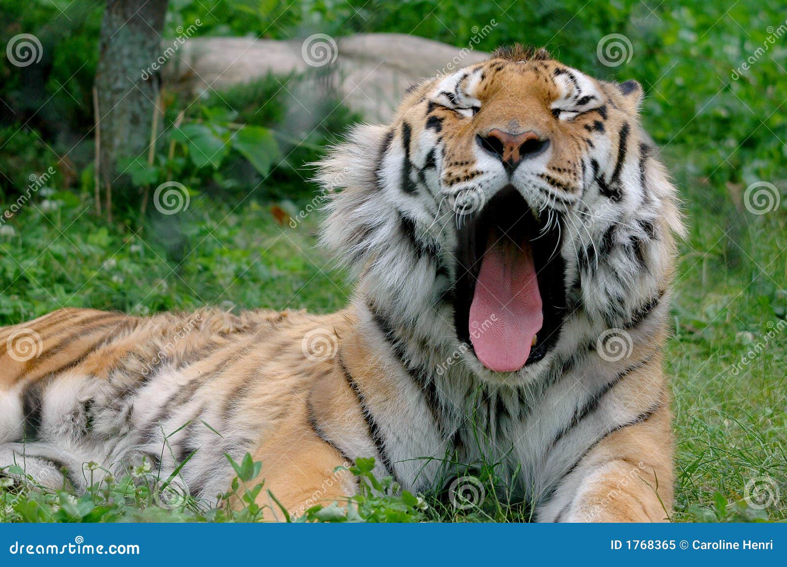 Yawning Tiger stock image. Image of open, tiger, mammal - 1768365