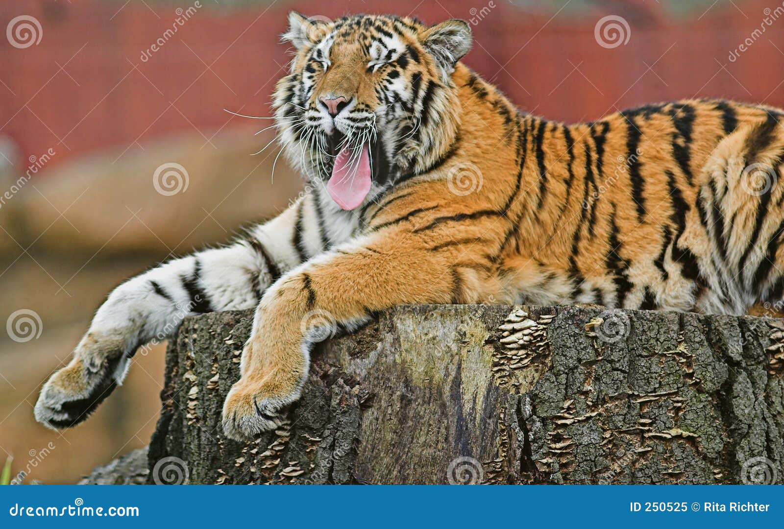 Yawning Tiger stock image. Image of taiga, tiger, siberia - 250525