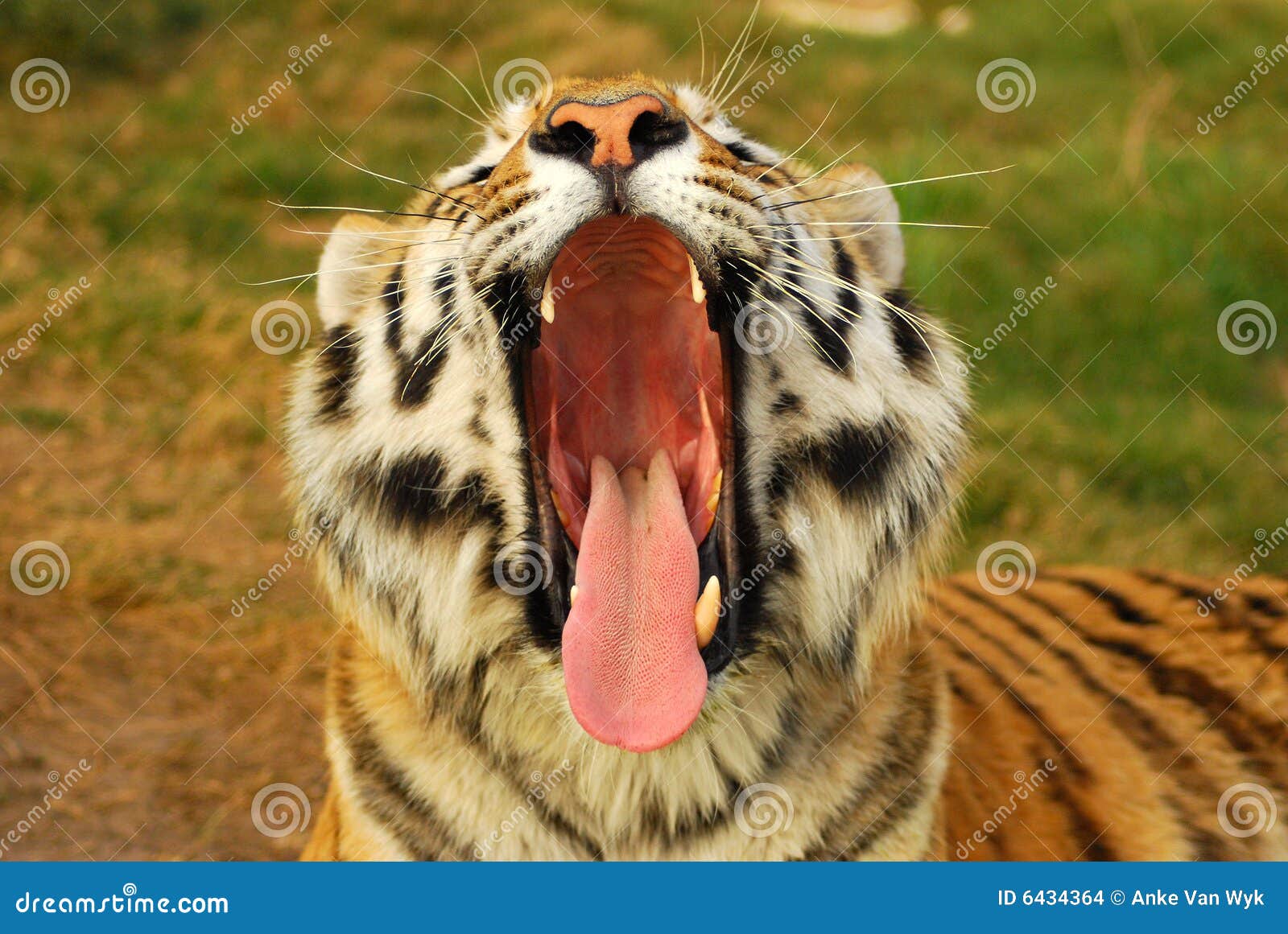 Yawning Tiger stock photo. Image of endangered, tiger - 6434364