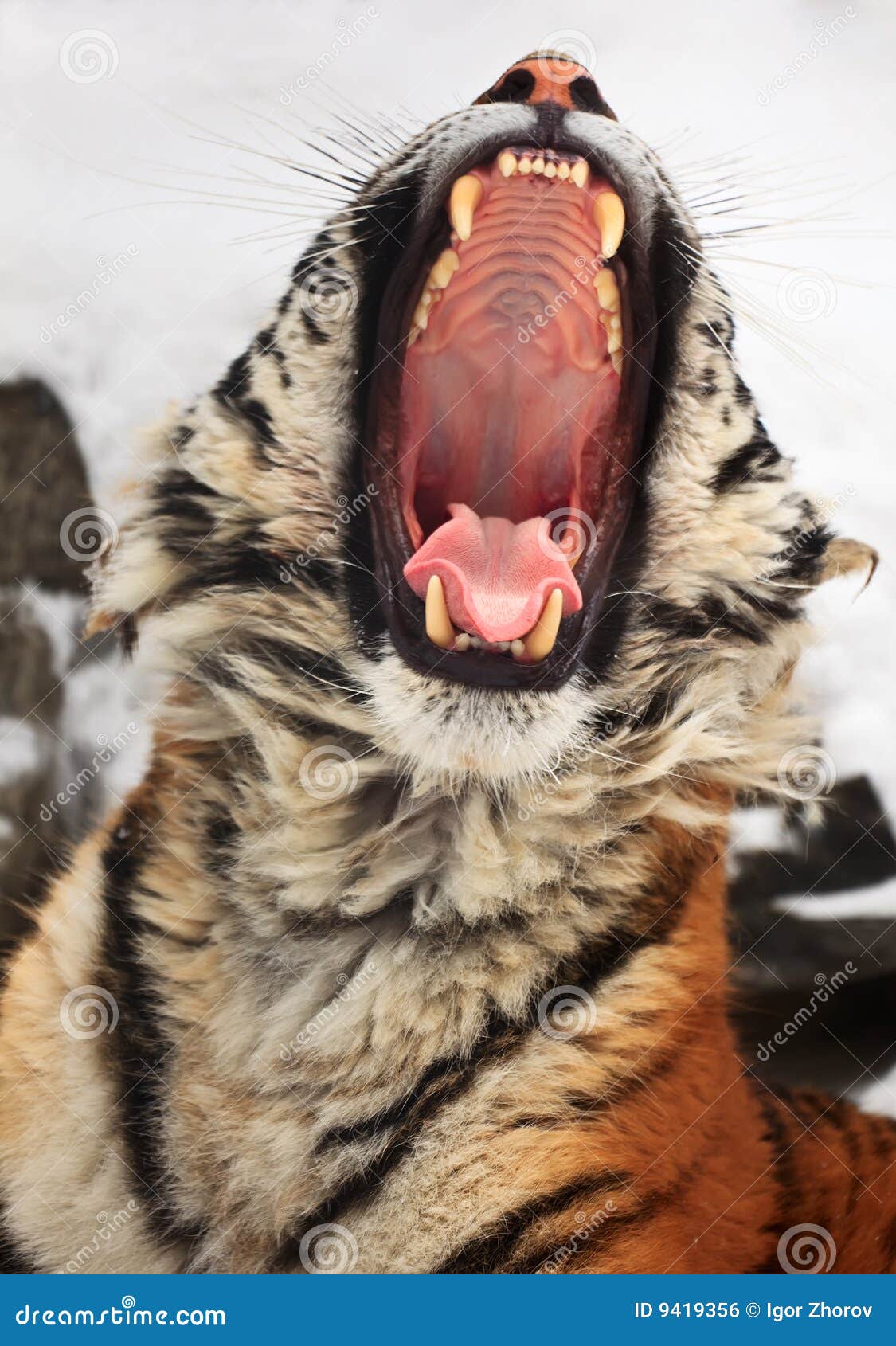 Yawning tiger stock photo. Image of yawning, teeth, tongue - 9419356