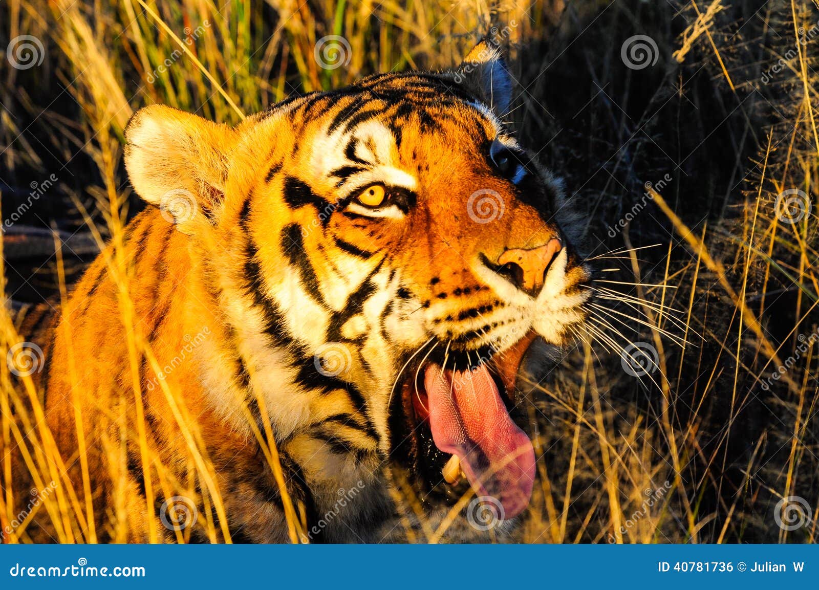 Yawning Tiger stock photo. Image of gaze, adult, danger - 40781736