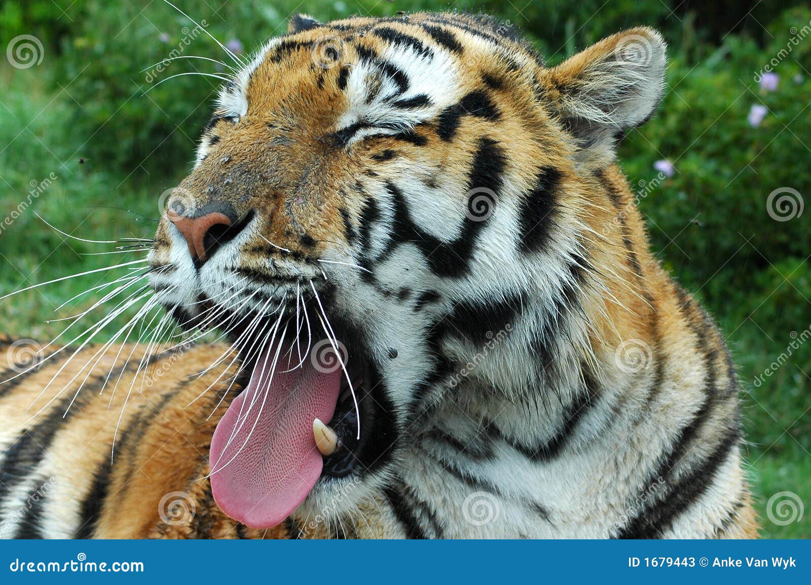 Yawning Tiger Portrait stock image. Image of carnivore - 1679443