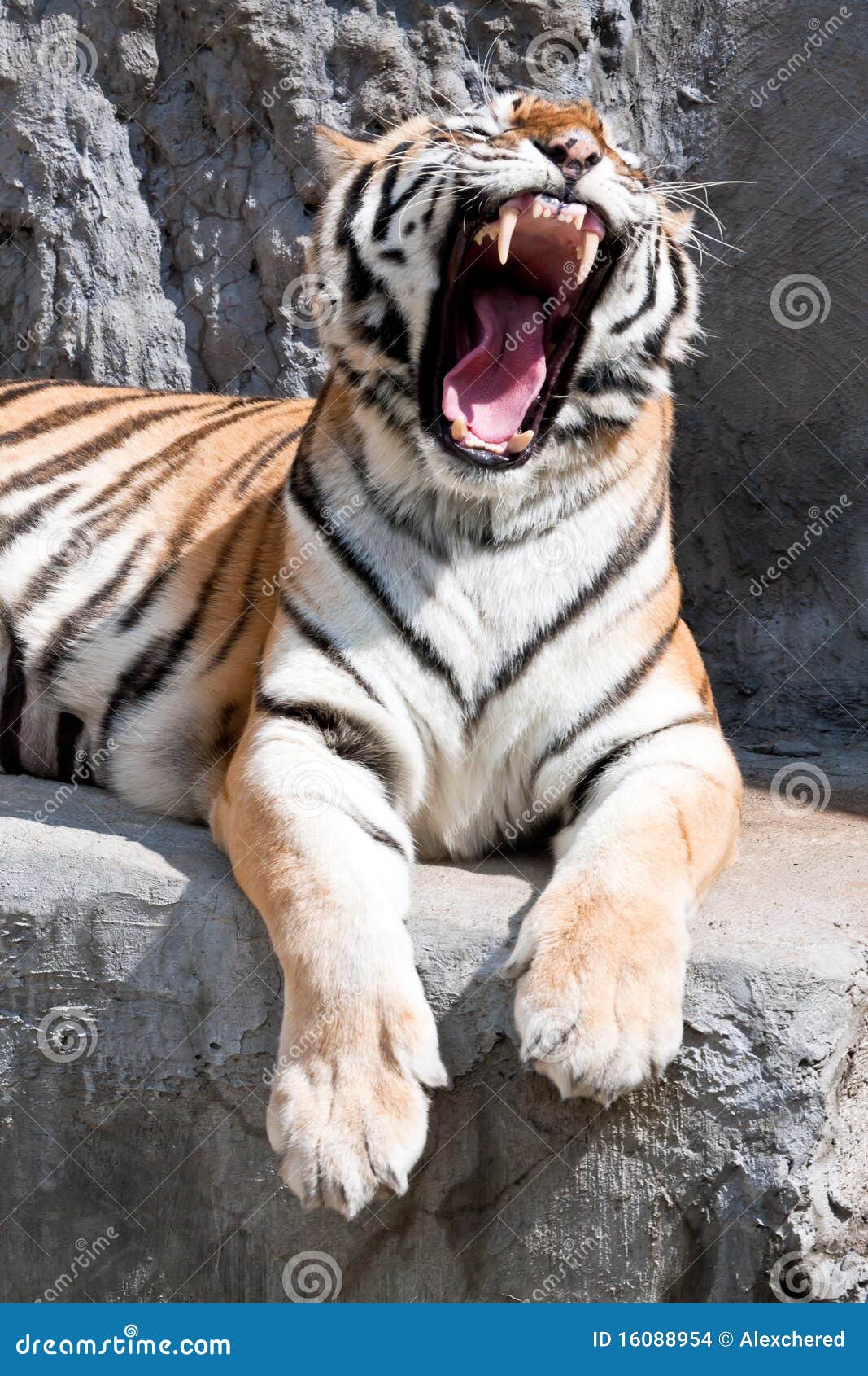 Portrait of Yawning Siberian Tiger Stock Photo - Image of portrait ...