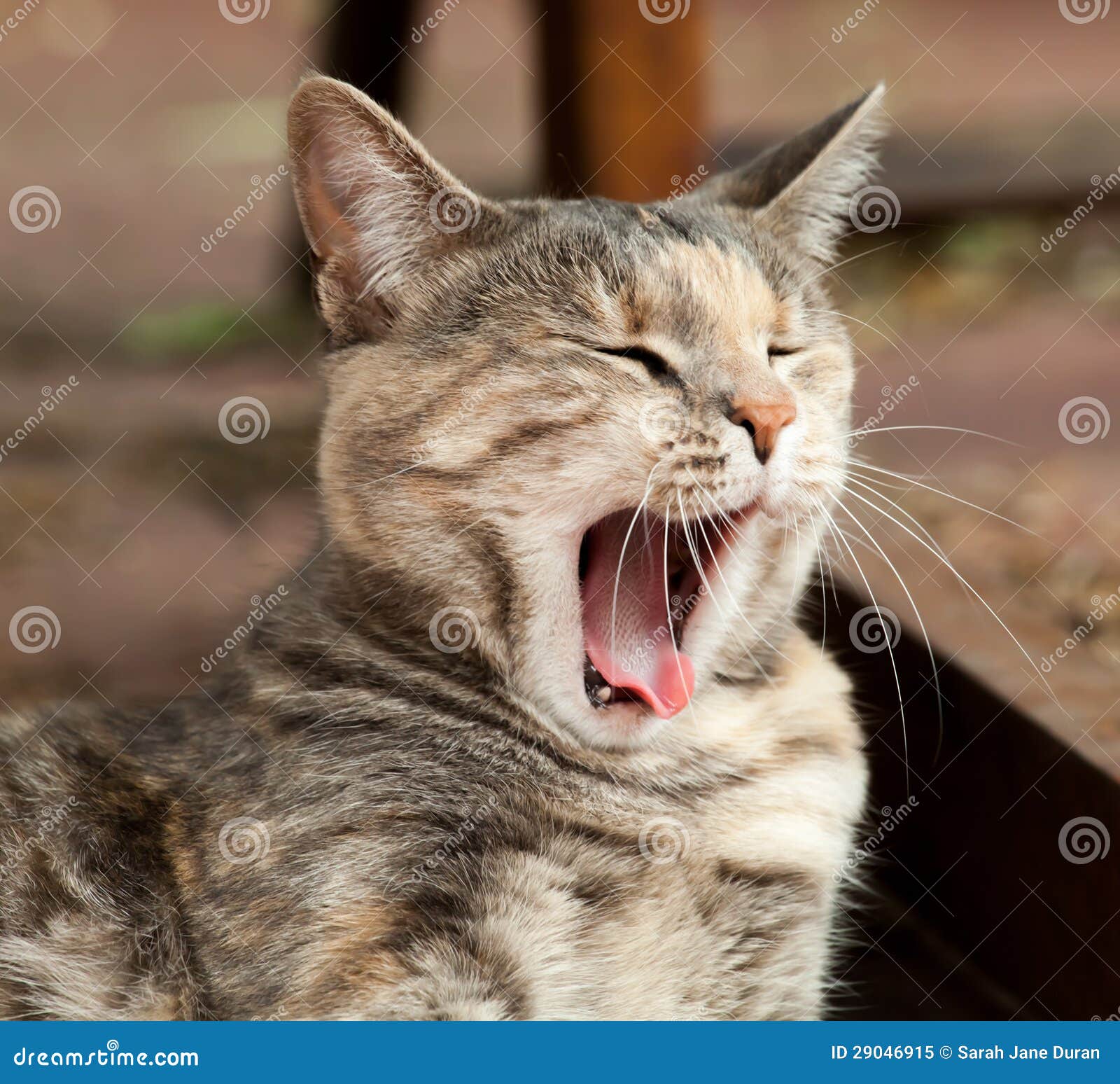 Yawning Tortoiseshell-Tabby Cat Stock Image - Image of portrait ...