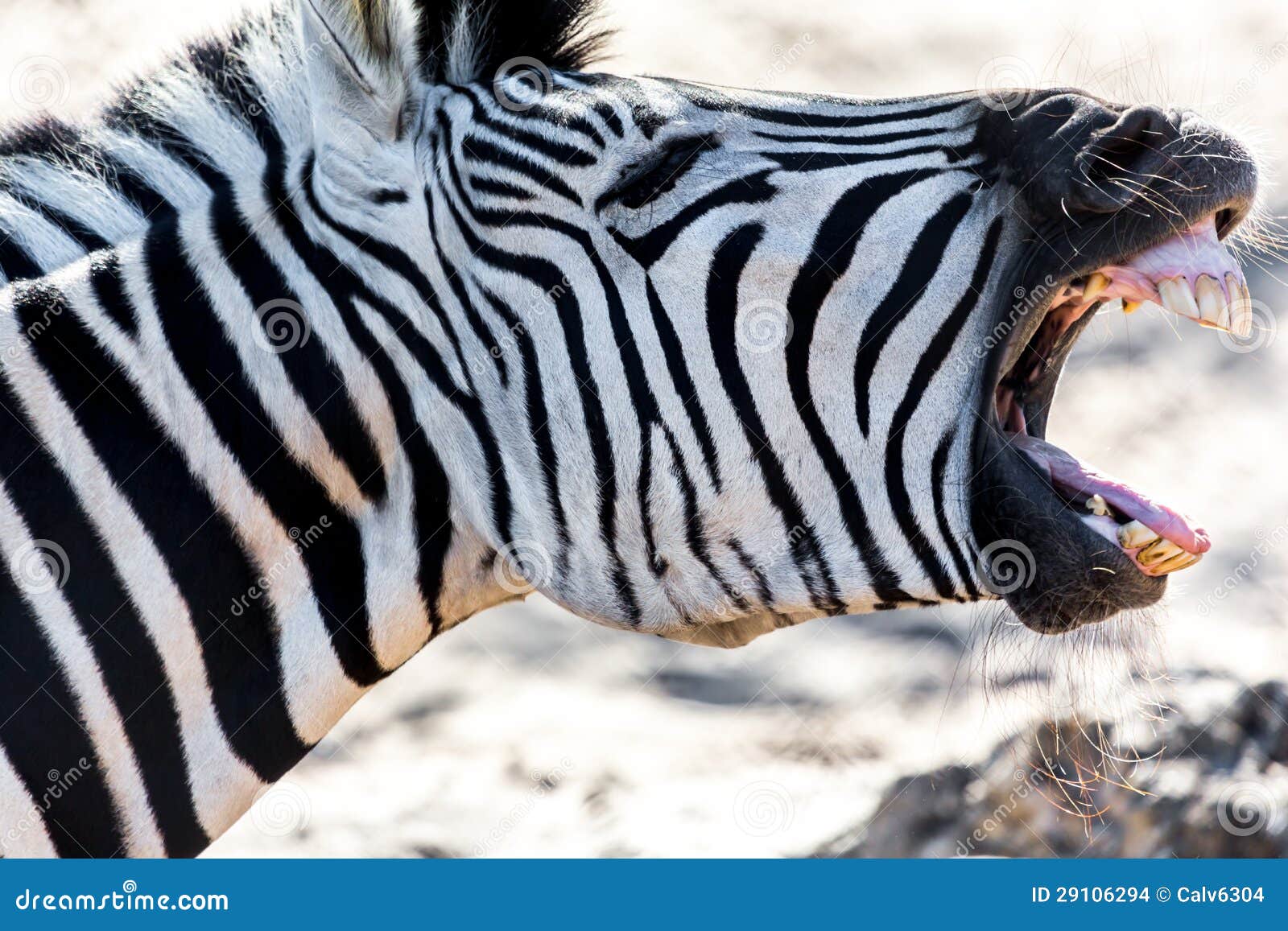 Yawning Zebra stock photo. Image of white, animal, open - 29106294