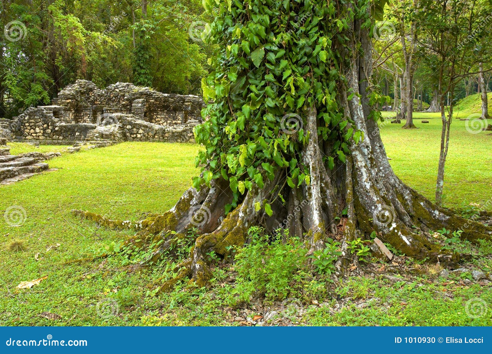 Yaxchilan stock photo. Image of mexico, tree, forest, america - 1010930