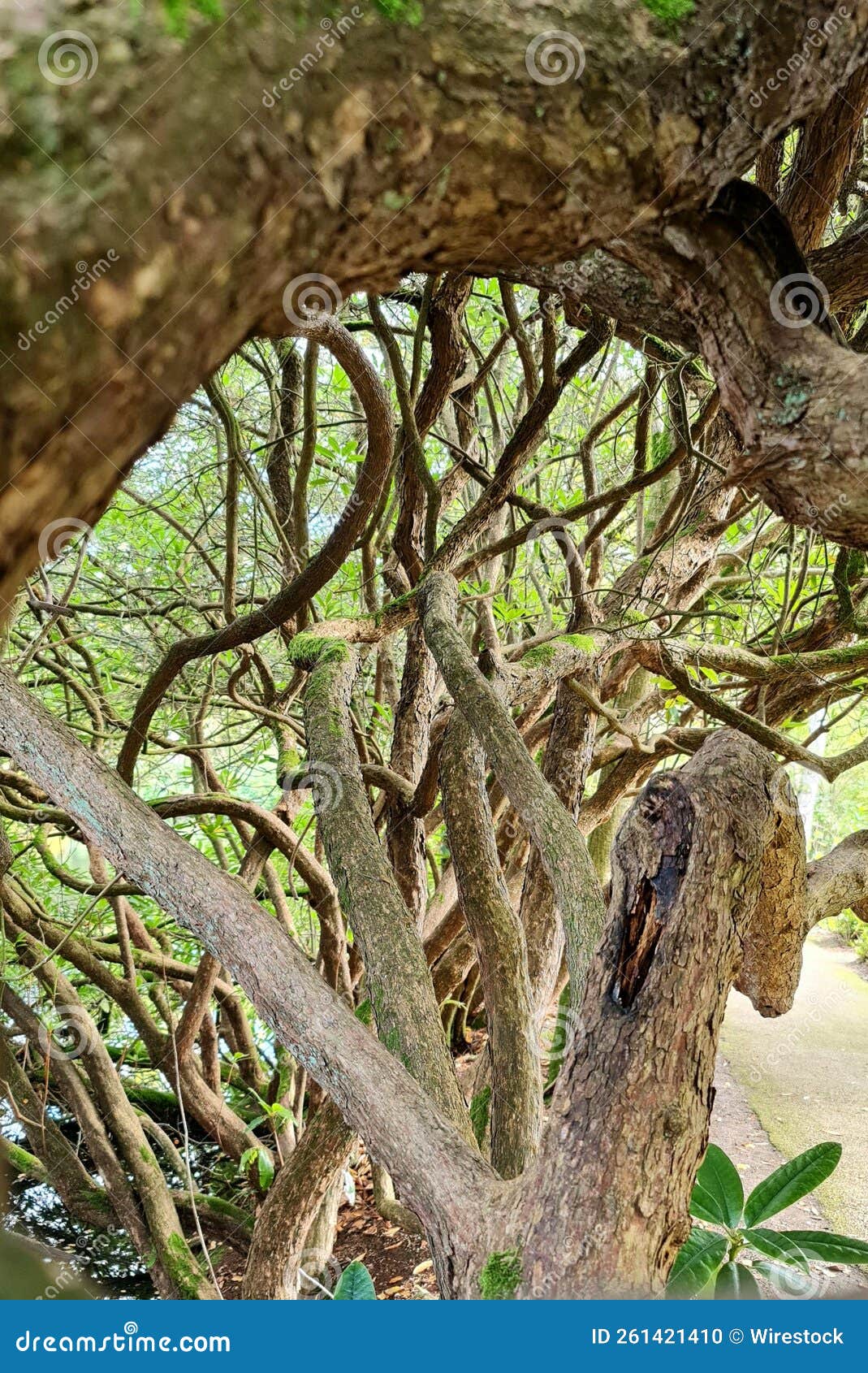 Ye olde knotted tree stock photo. Image of environment - 261421410