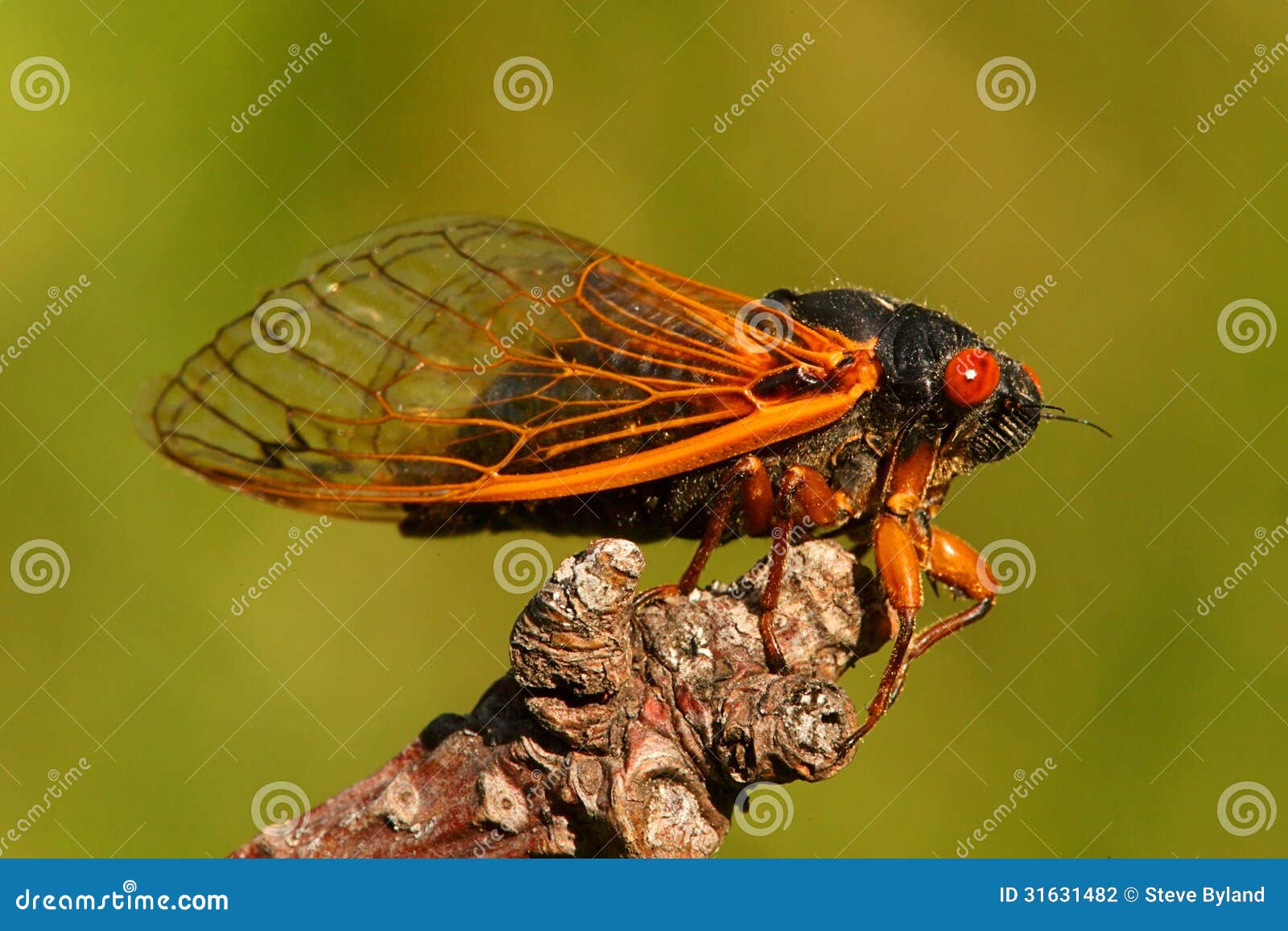 17 Year Cicada Metamorphous Royalty-Free Stock Photography ...