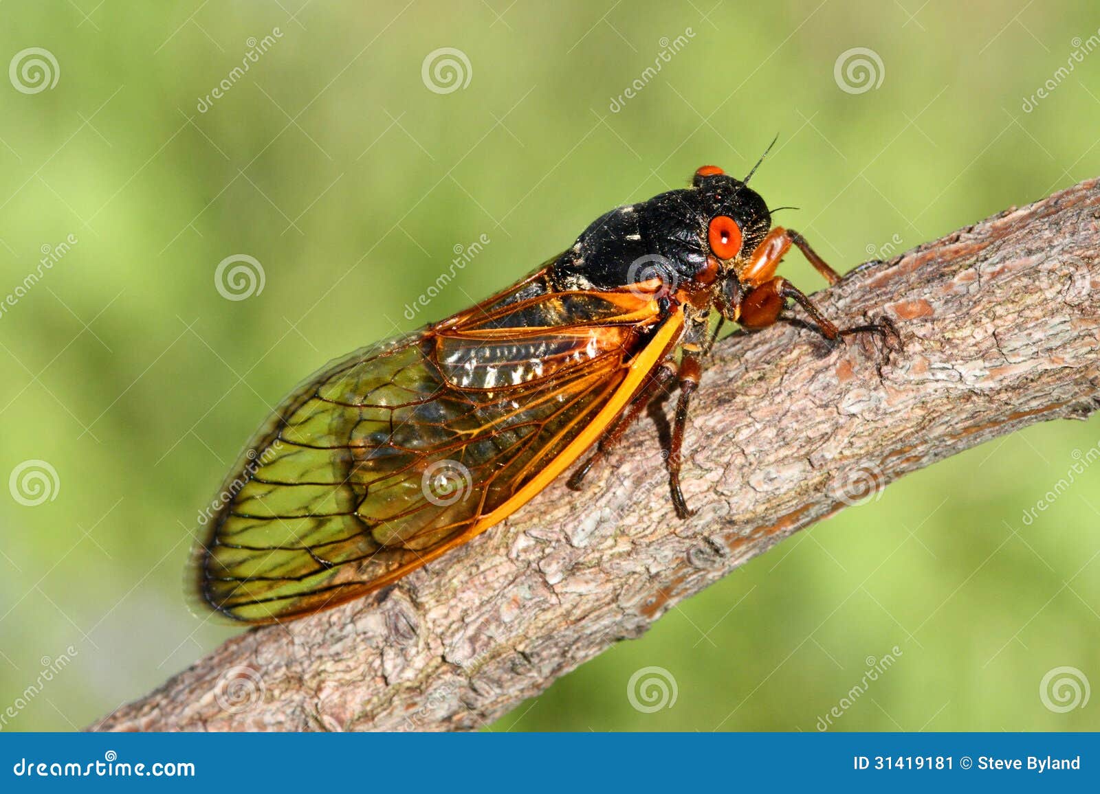 17 Year Cicada (Magicicada) Stock Image - Image of magicicada, animal ...