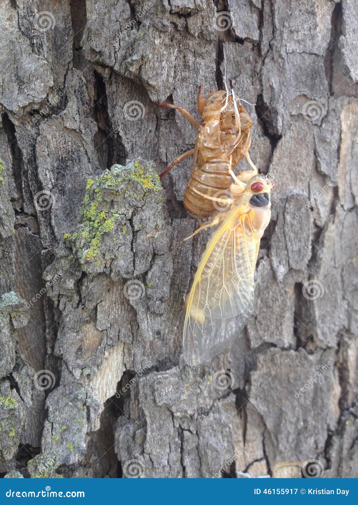 Cicada Metamorphous Stock Photos - Free & Royalty-Free Stock Photos ...