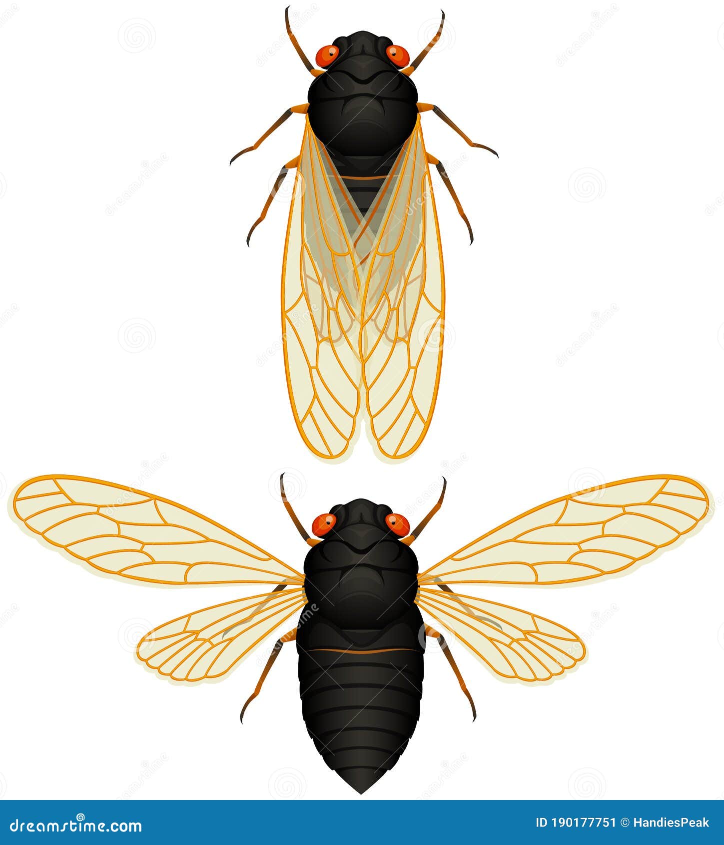 Cicada Cartoon Vector | CartoonDealer.com #46347027