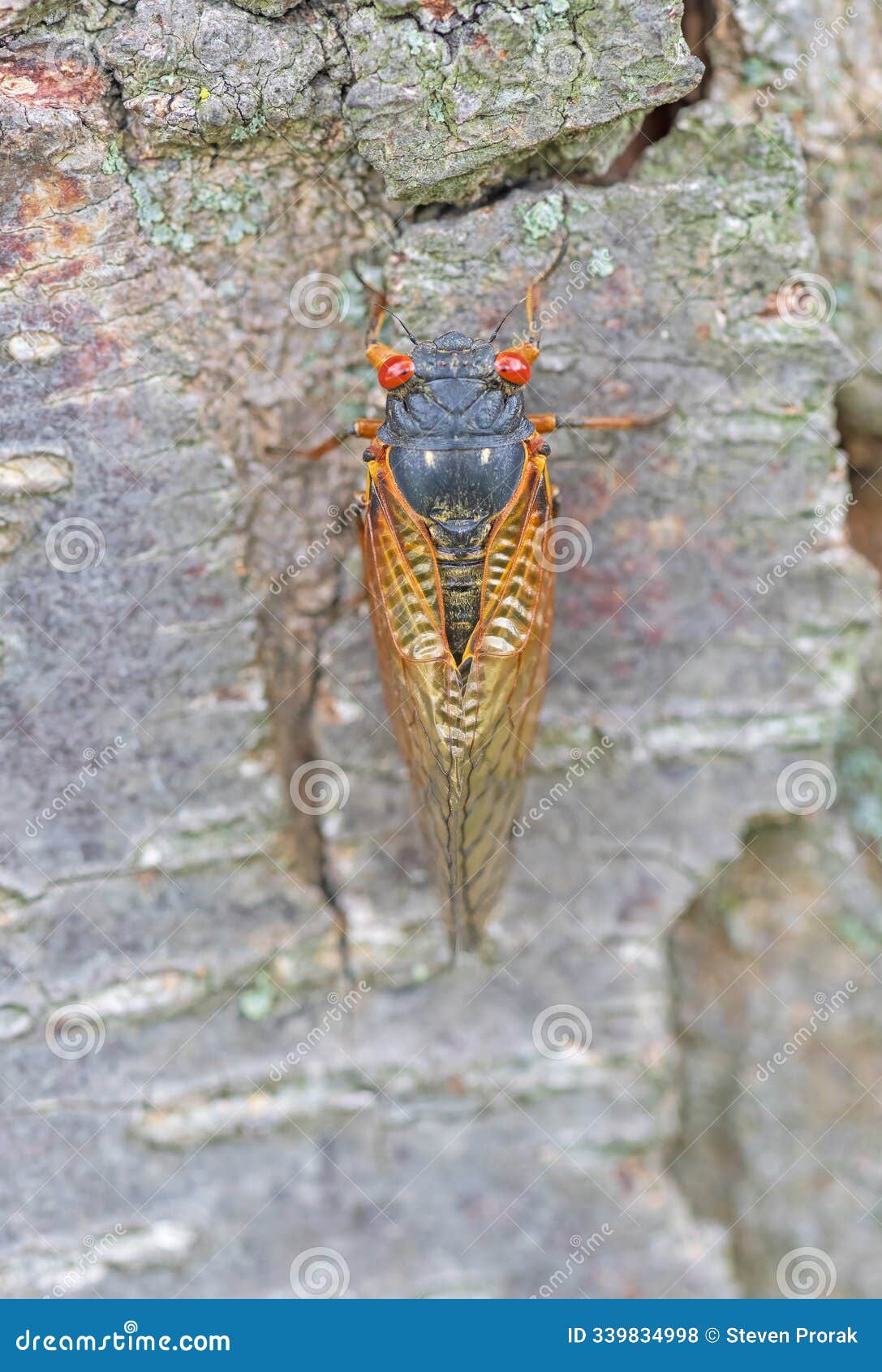 Cicada Trunk On Tree Stock Photo | CartoonDealer.com #33481392