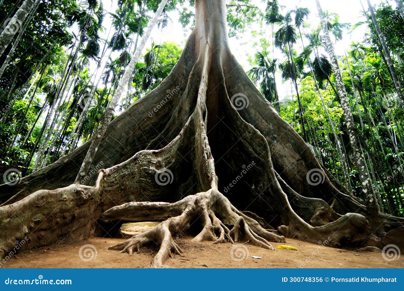 100 Year Old Ancient Tree Roots in Thailand Stock Photo - Image of ...