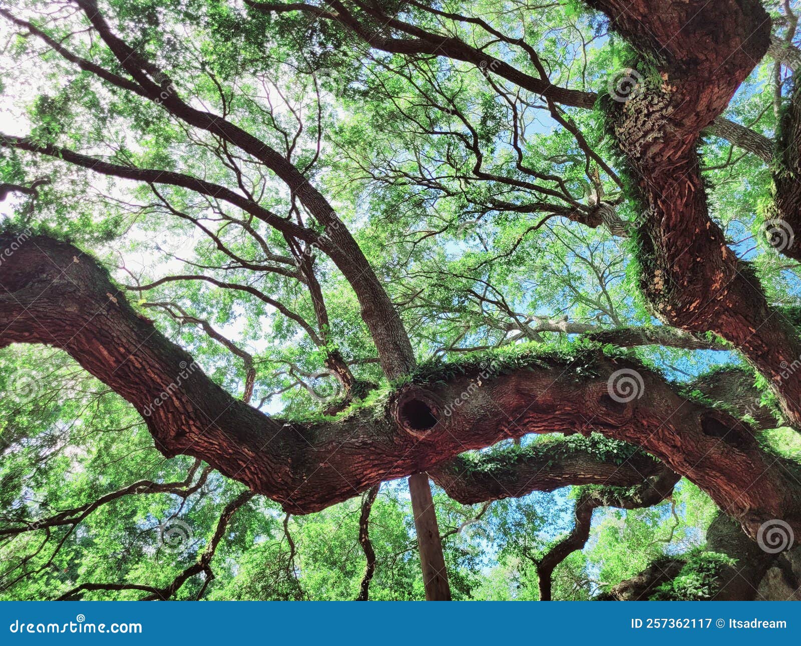400 Year Old Angel Oak South Carolina Editorial Photography - Image of ...
