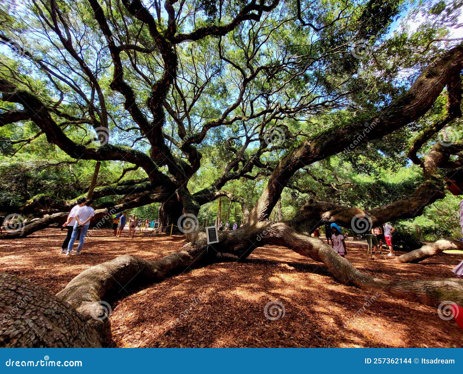 400 Year Old Angel Oak South Carolina Editorial Stock Image - Image of ...
