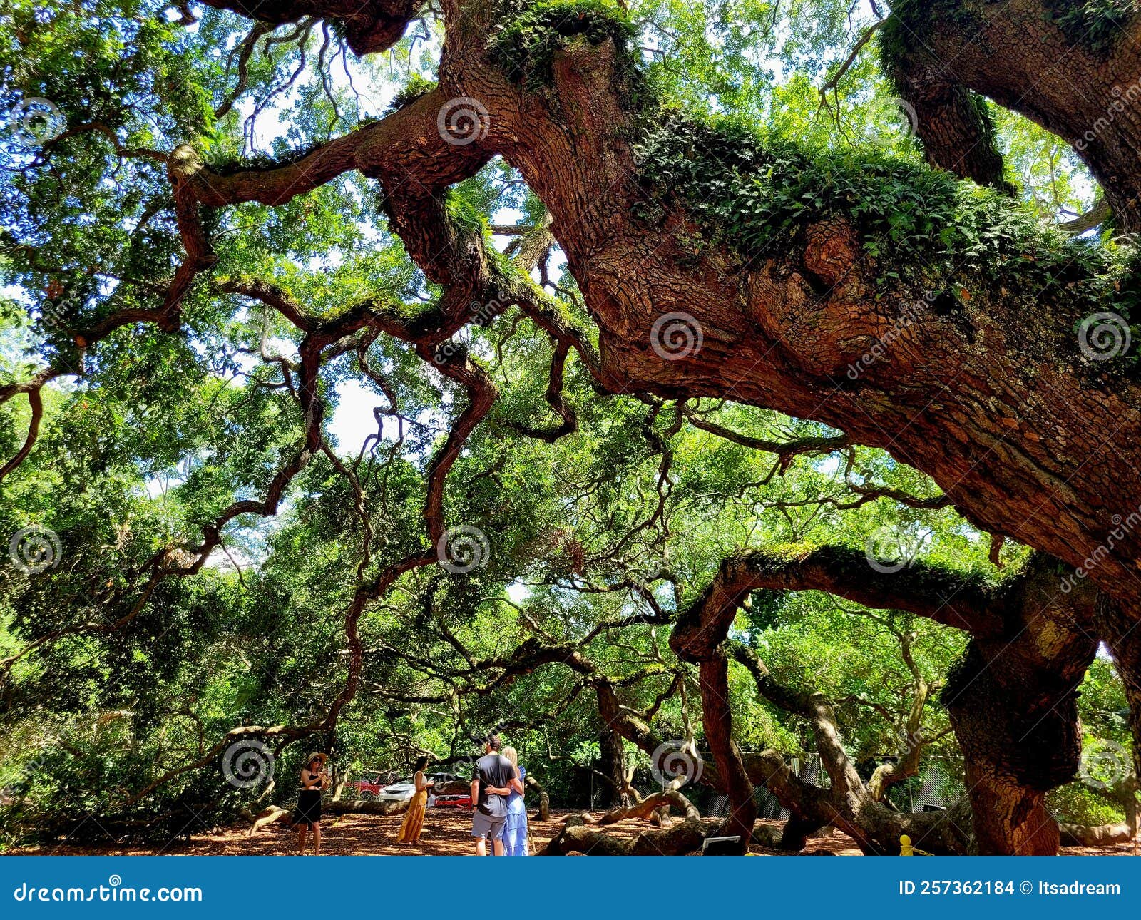 400 Year Old Angel Oak South Carolina Editorial Stock Image - Image of branch, leaf: 257362184