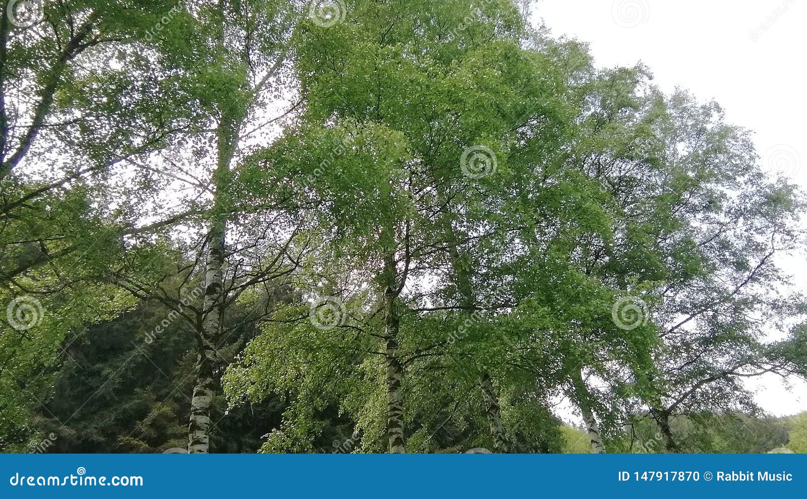 46 Year Old Birch Trees in South Germany Stock Photo - Image of birch ...