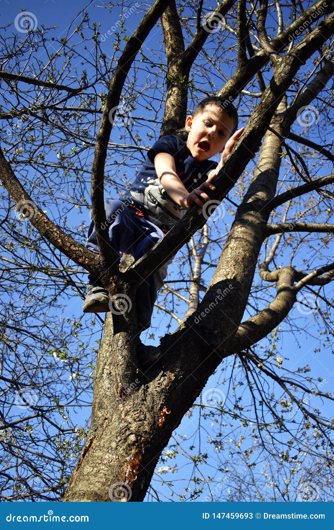4 Year Old Boy on the Tree Has Problem To Come Down from Tree Stock ...