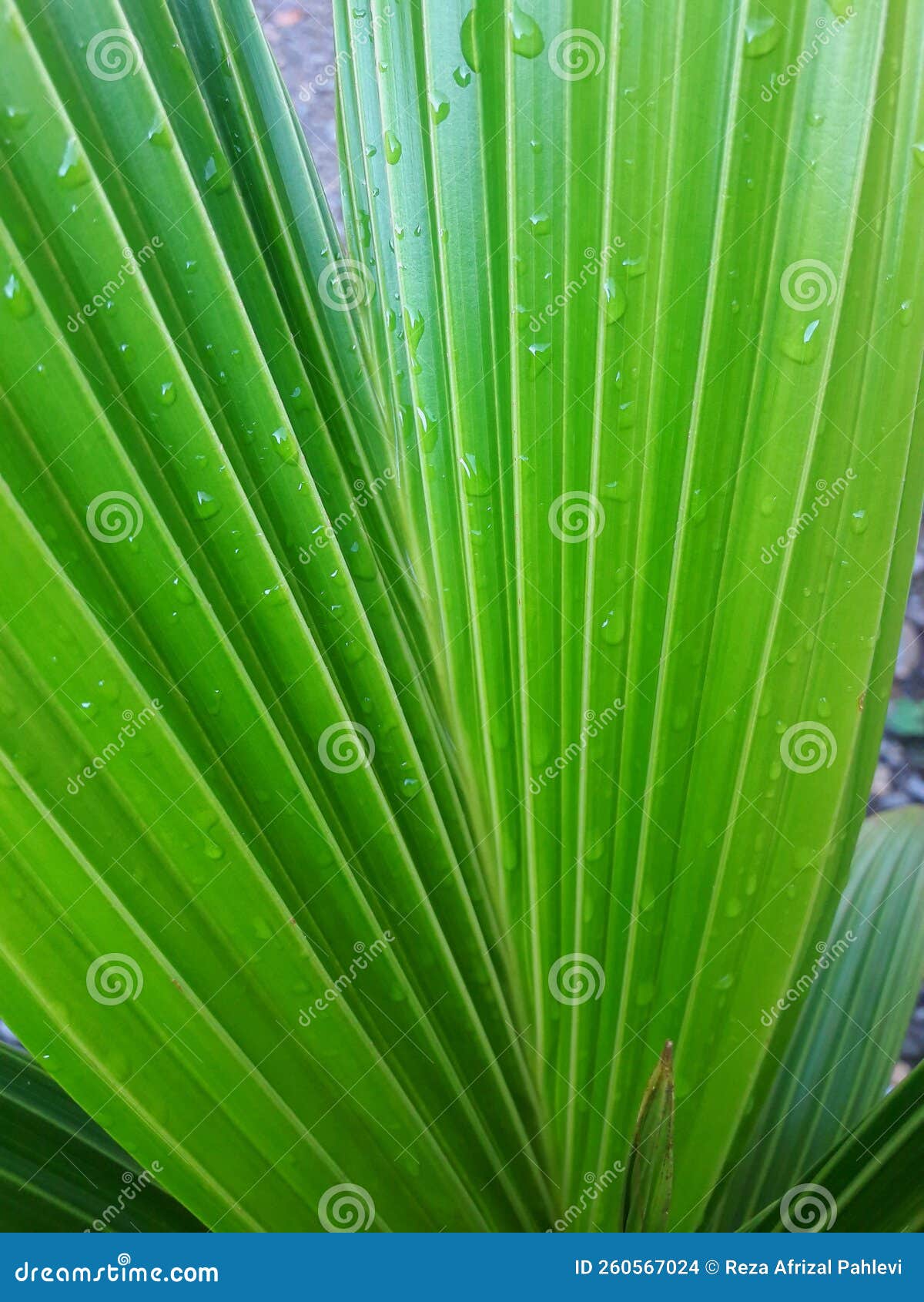 2 Year Old Coconut Leaves after Rain Stock Photo - Image of coconut ...