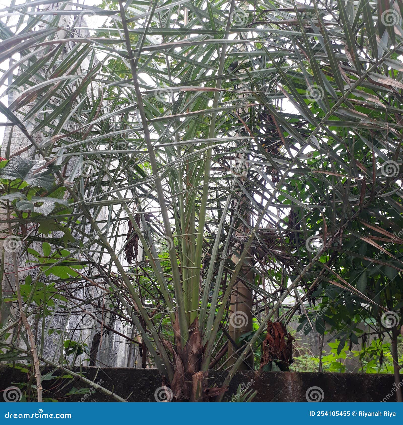 7 Year Old Date Tree in the Garden Stock Image - Image of garden, year ...