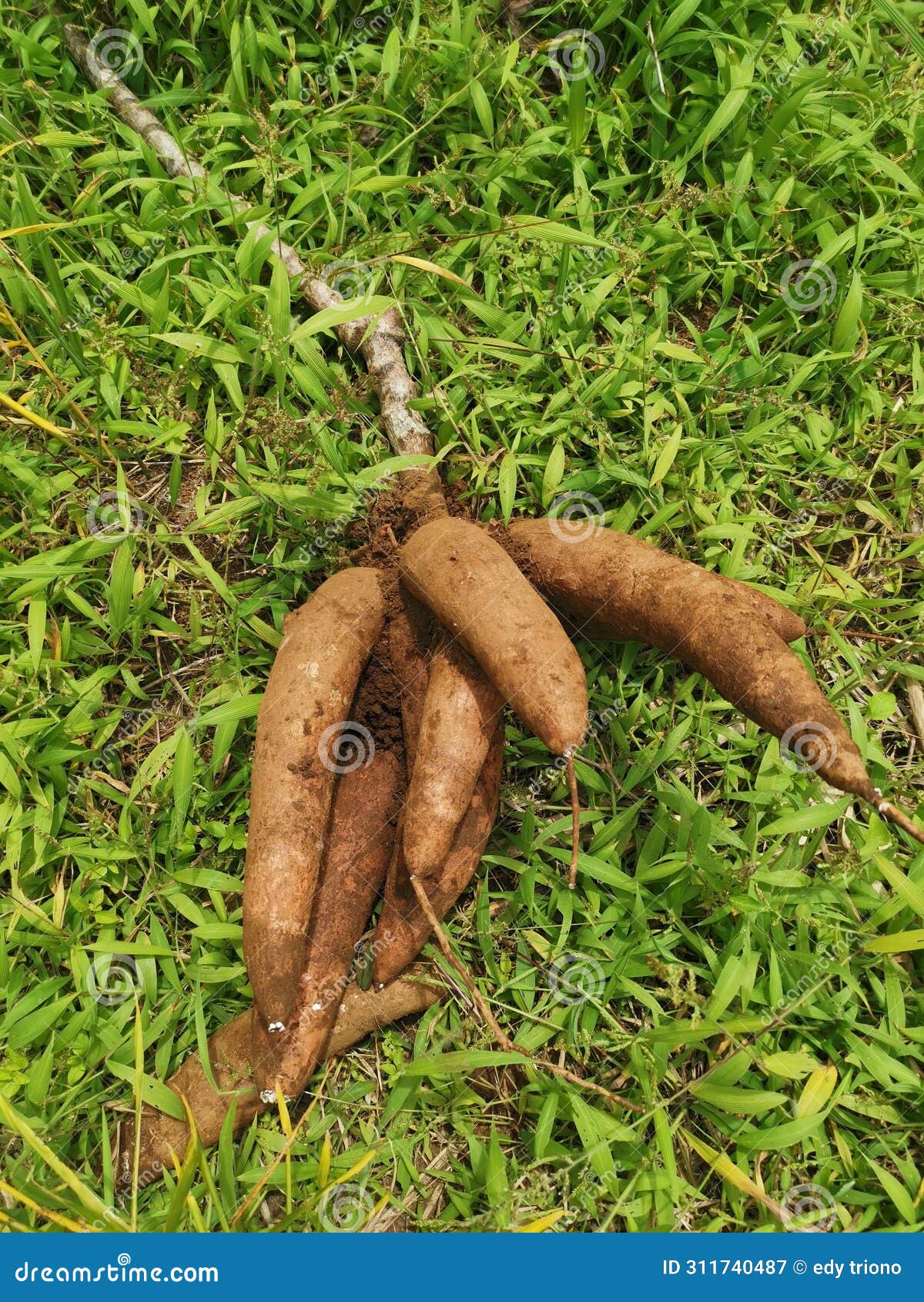 1 Year Old Javanese or Local Cassava that is Suitable for Harvest Stock ...