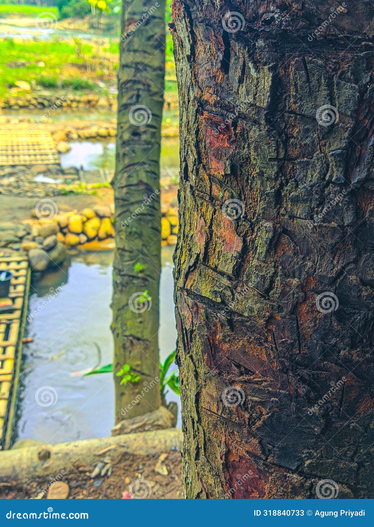 1 year old mahogany tree stock image. Image of people - 318840733
