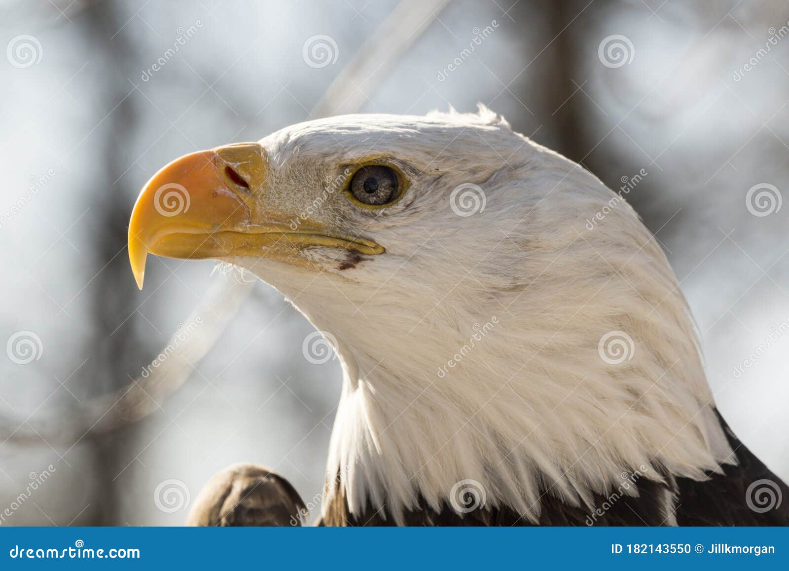 North American Bald Eagle Head Side View Stock Photo - Image of bird ...