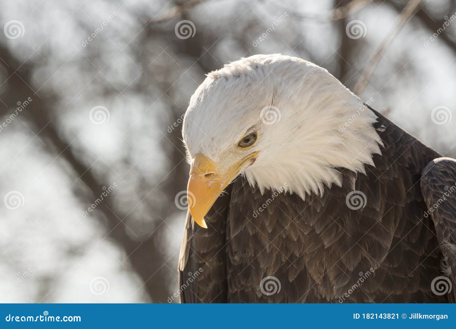 North American Bald Eagl Head Shot Stock Image - Image of northern ...
