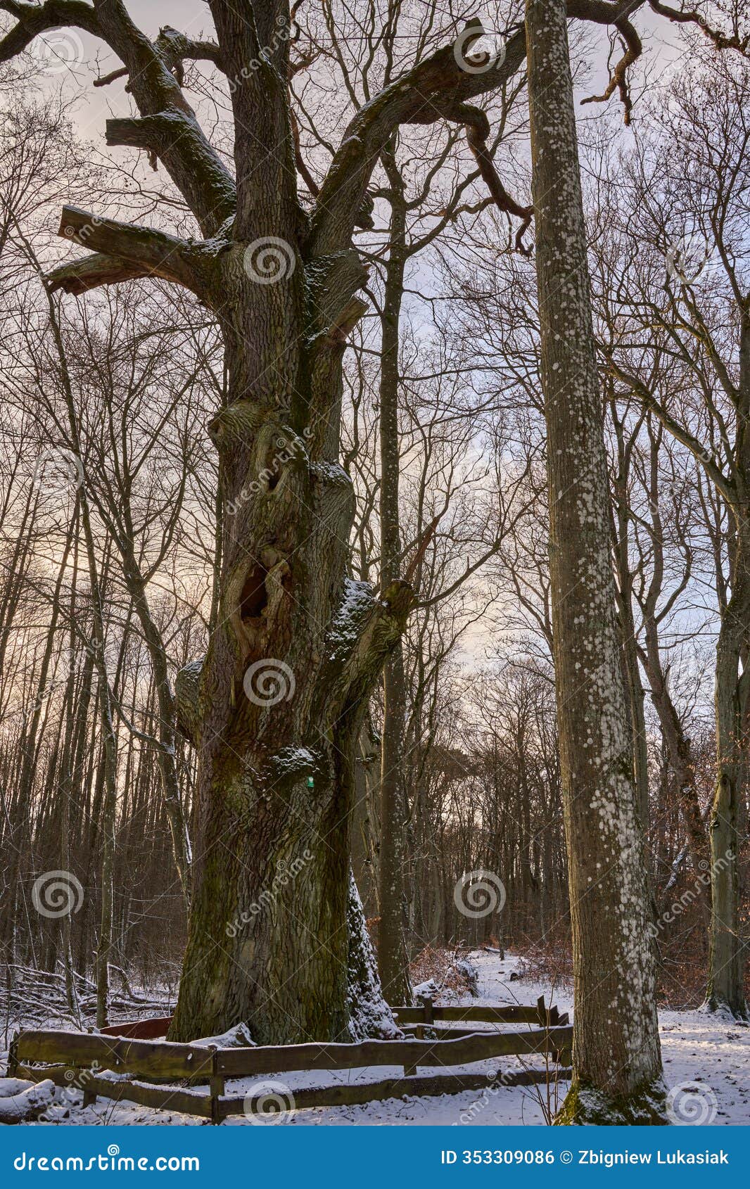400-year-old Oak Tree "Wojtek", Notecka Forest, Bukówka River Stock ...