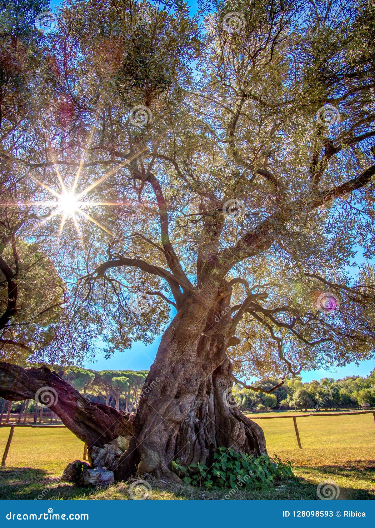 1600 Year Old Olive Tree on the Beautiful Brijuni Stock Image - Image ...
