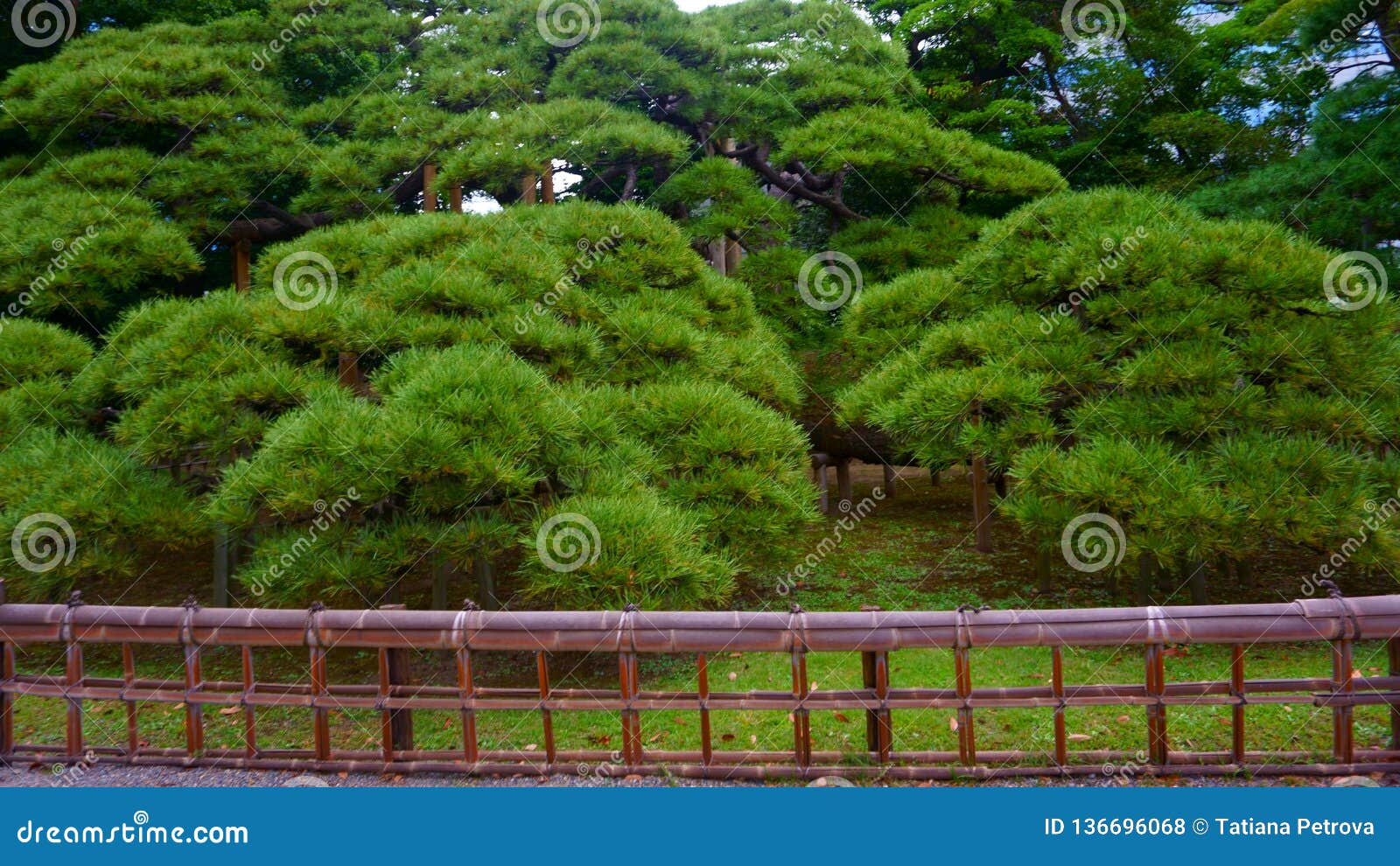 300 Year Old Pine Tree. Japanese Garden Stock Photo - Image of long ...