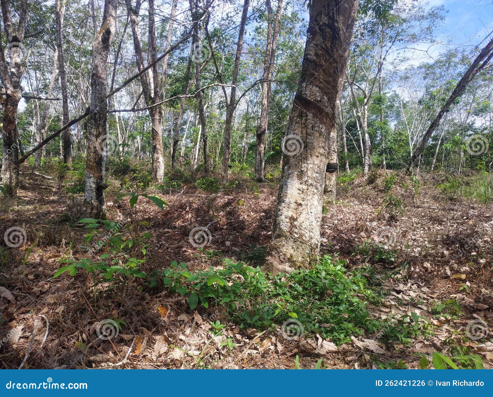 25 year old rubber tree stock photo. Image of tree, farmer - 262421226
