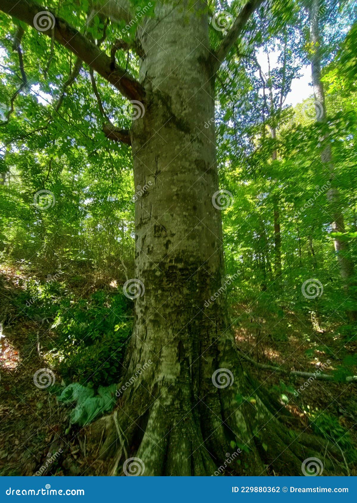 300 year old Tree stock photo. Image of plant, forest - 229880362