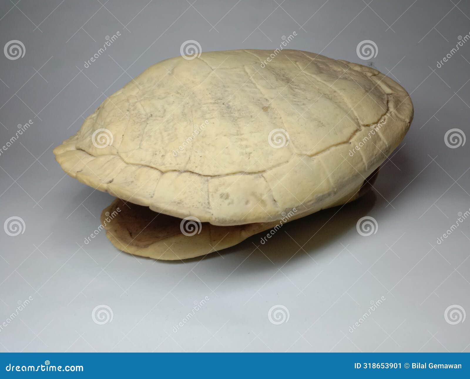 4 year old turtle shell stock image. Image of vegetable - 318653901