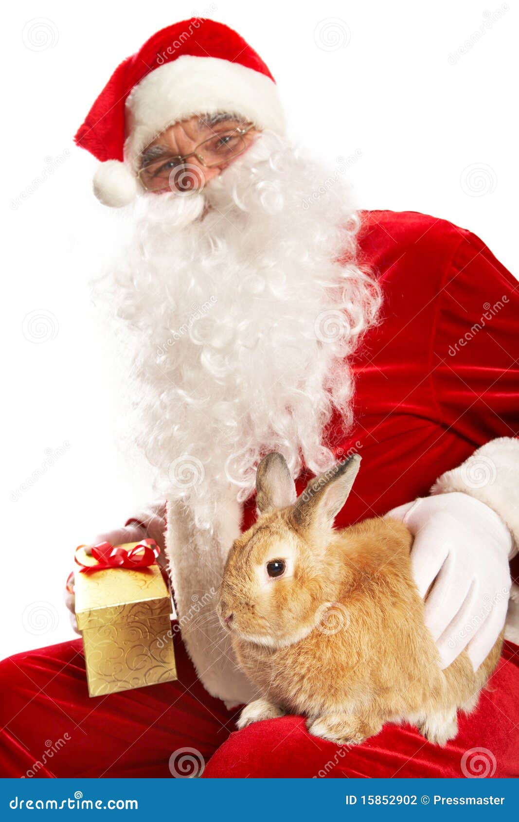Year of rabbit stock photo. Image of december, mammal - 15852902