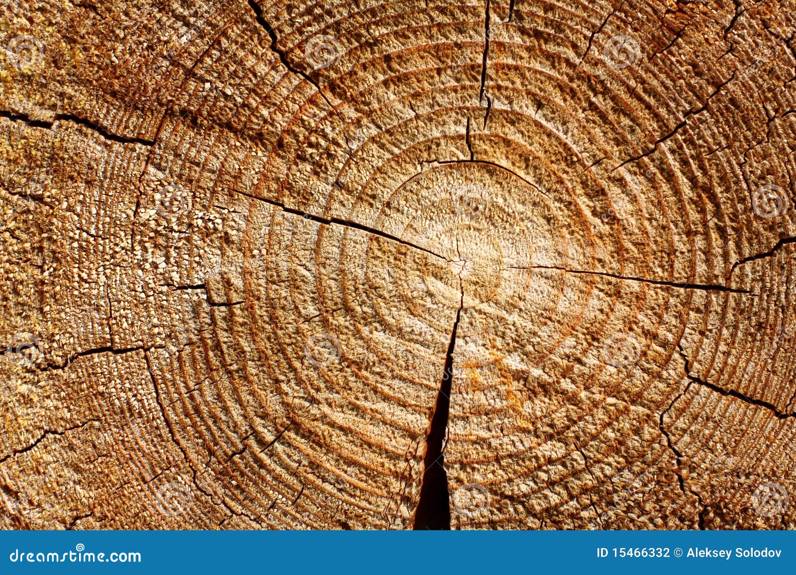 Year rings stock photo. Image of trunk, abstract, fragrant - 15466332