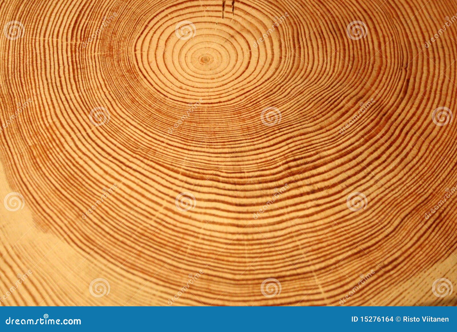Year rings of a tree stock photo. Image of forest, closeup - 15276164