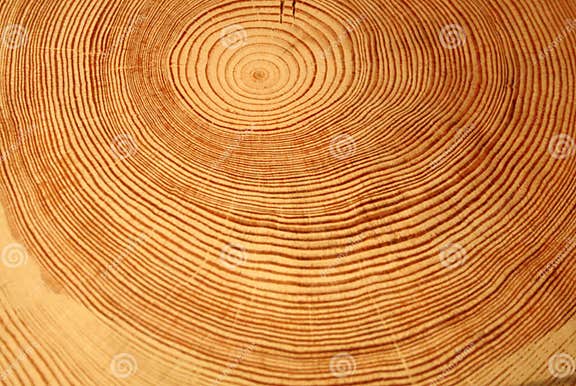 Year rings of a tree stock photo. Image of forest, closeup - 15276164