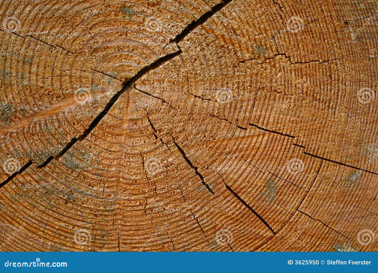 Year Rings on Tree Trunk stock photo. Image of olymplic - 3625950