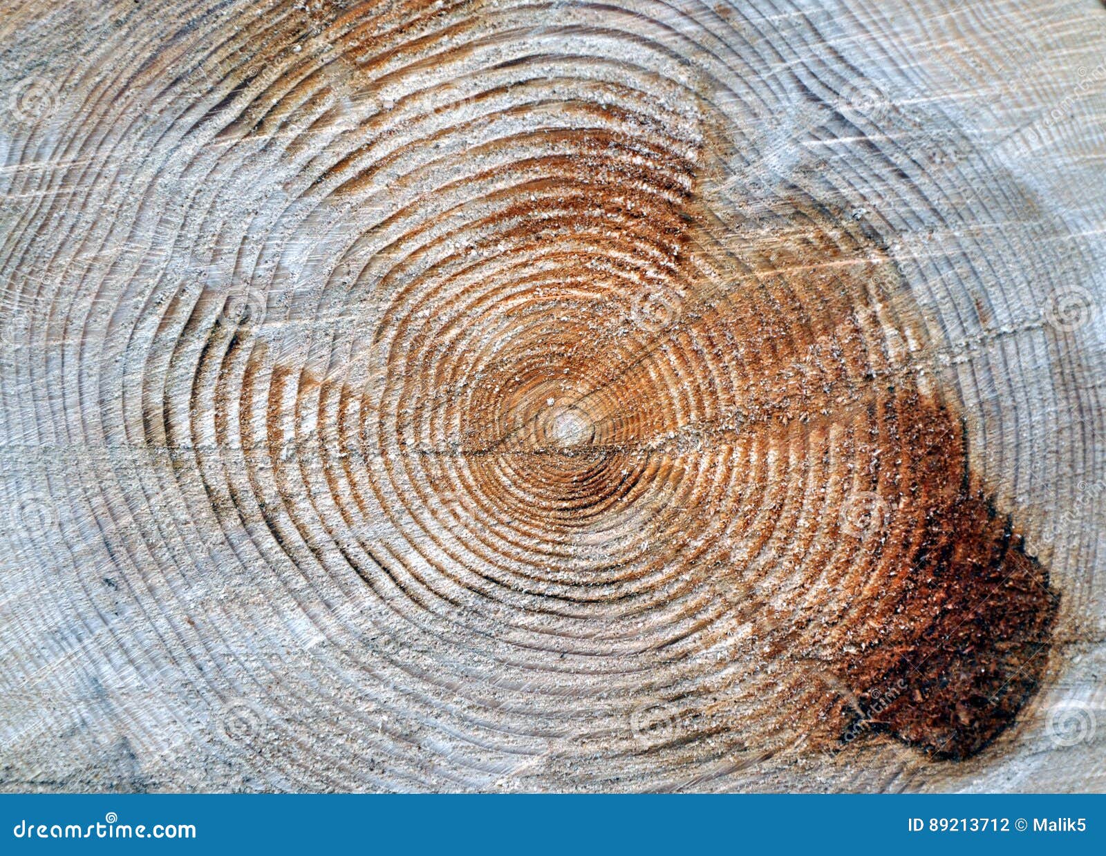 Year Rings on Tree Trunk stock photo. Image of freshly - 89213712